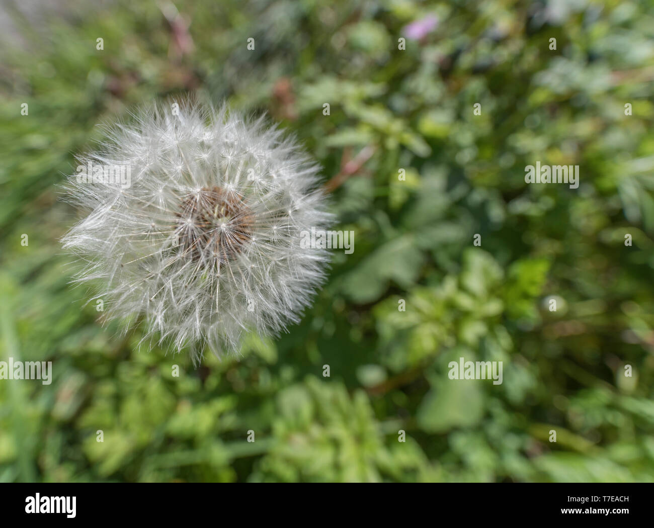 Puff comune hi-res stock photography and images - Alamy