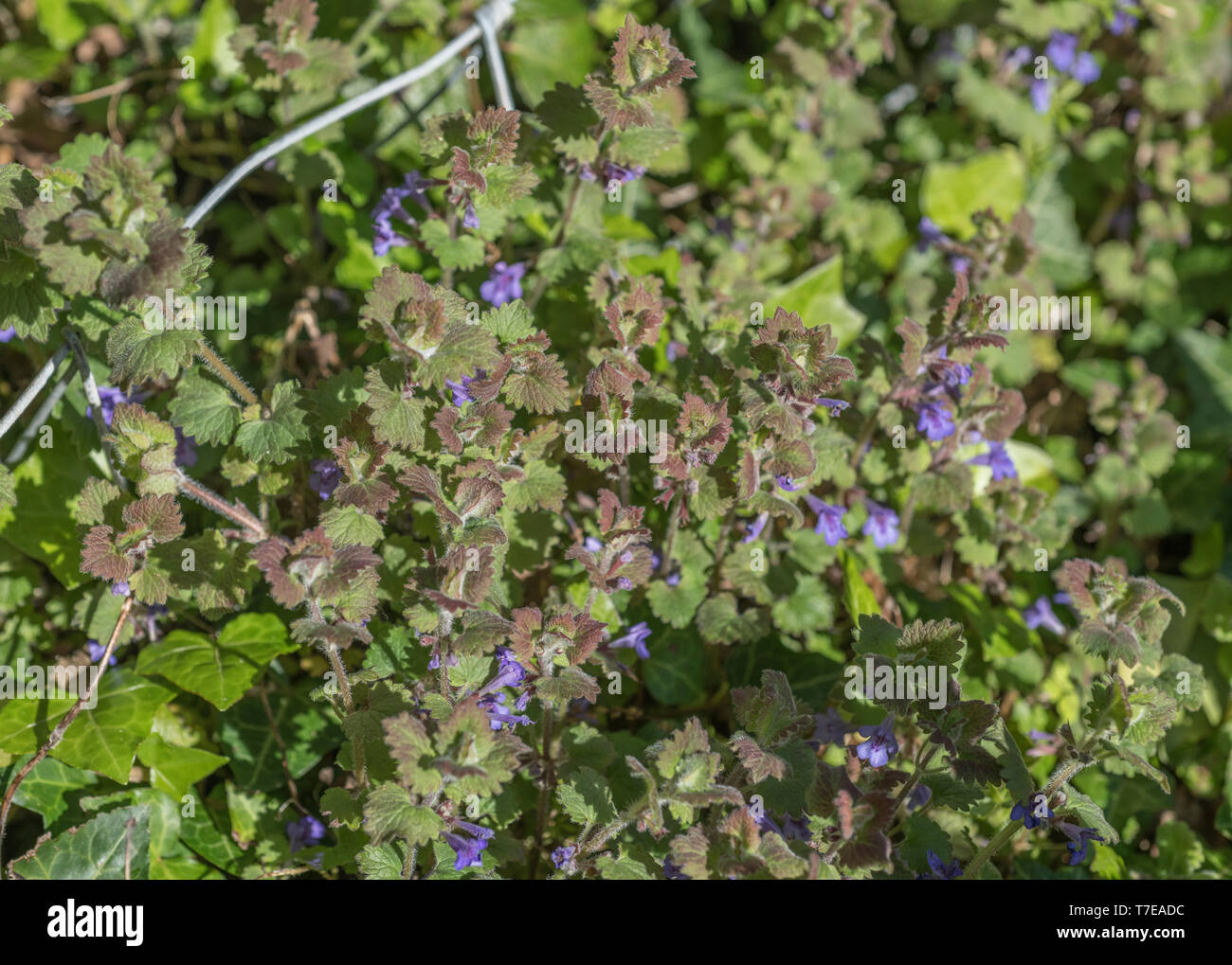 Foliage and flowers of Ground Ivy / Glechoma hederacea. Leaves have a ...