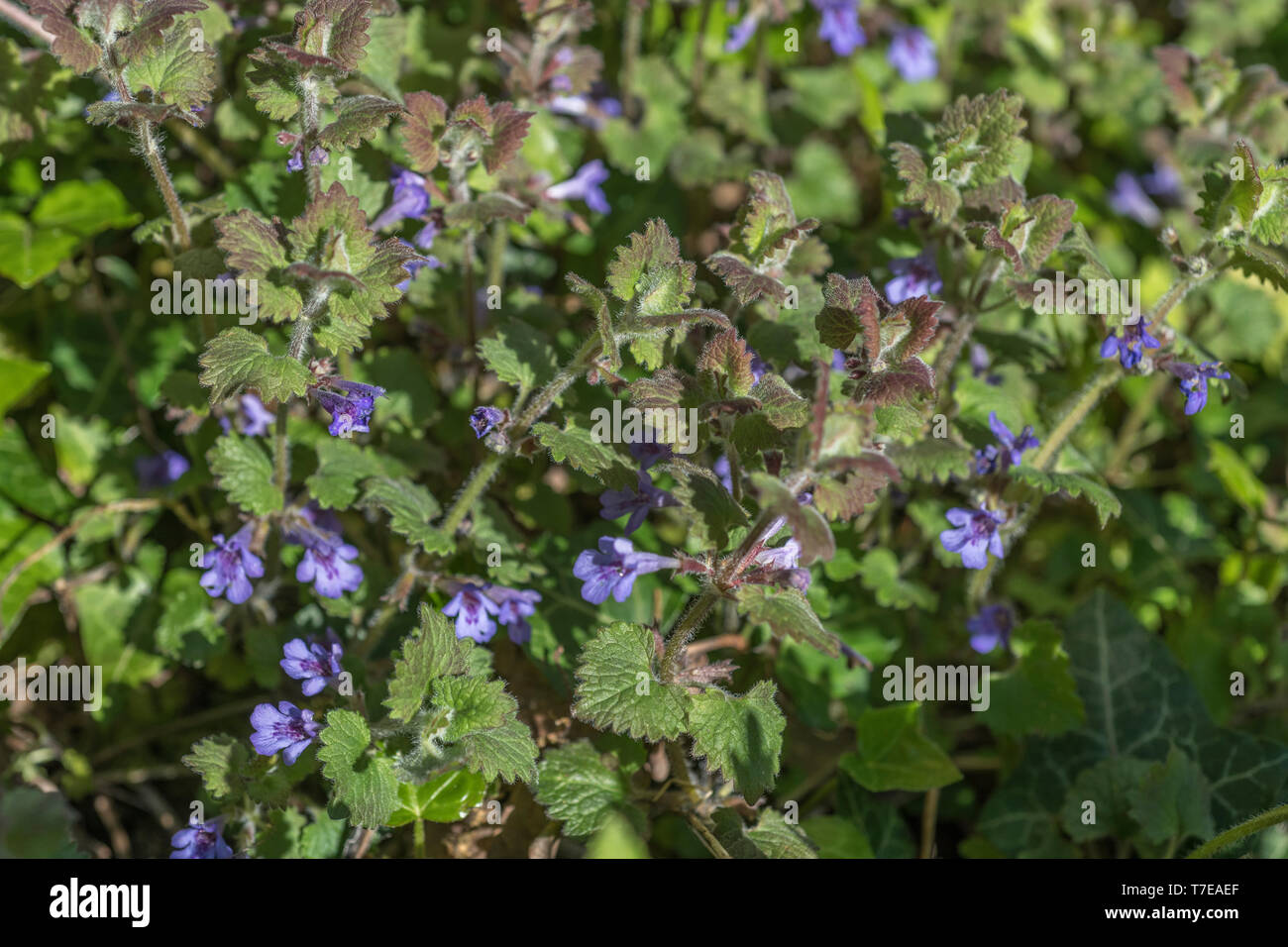 Foliage and flowers of Ground Ivy / Glechoma hederacea. Leaves have a ...