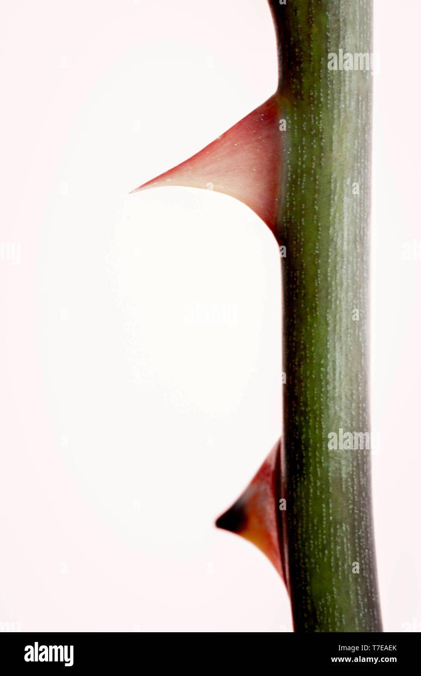 Rose Thorn Close up isolated on a white background Stock Photo - Alamy