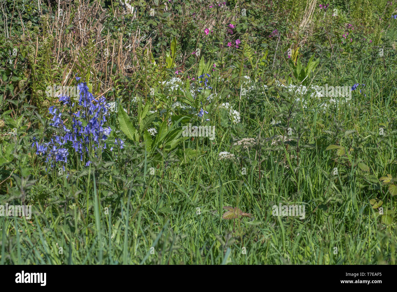 Late springtime patch of wild flowers in a Cornish hedgerow Stock Photo ...