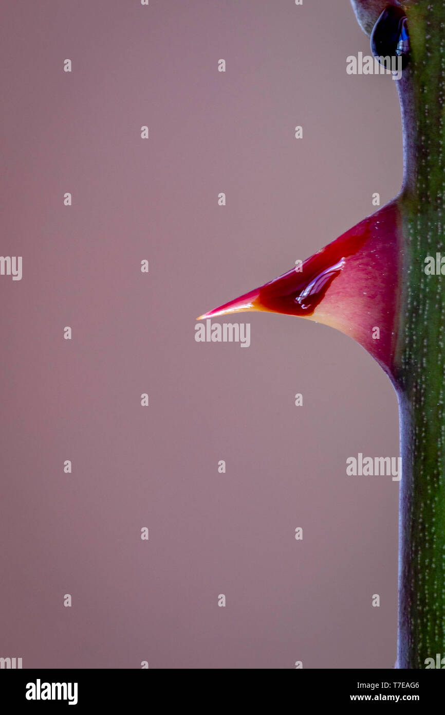 Rose Thorn Close up with a drop of blood on a purple background Stock ...