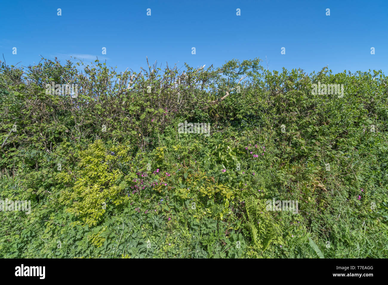 Cornish lane high hedgerow bank against a blue sunny sky in May Stock ...
