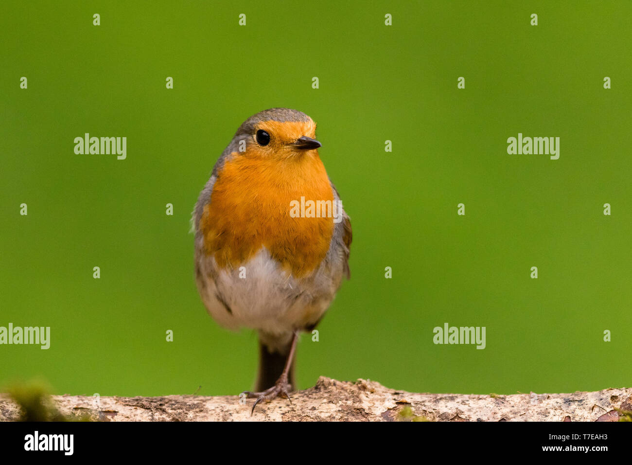 A robin (Britain's favourite bird) in Wales at Springtime Stock Photo ...