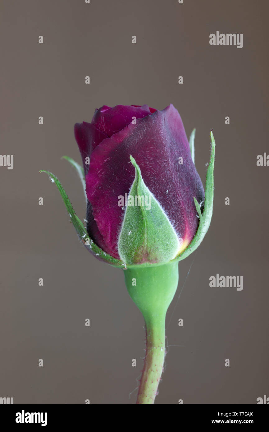 Red rose with grey color background hi-res stock photography and images ...