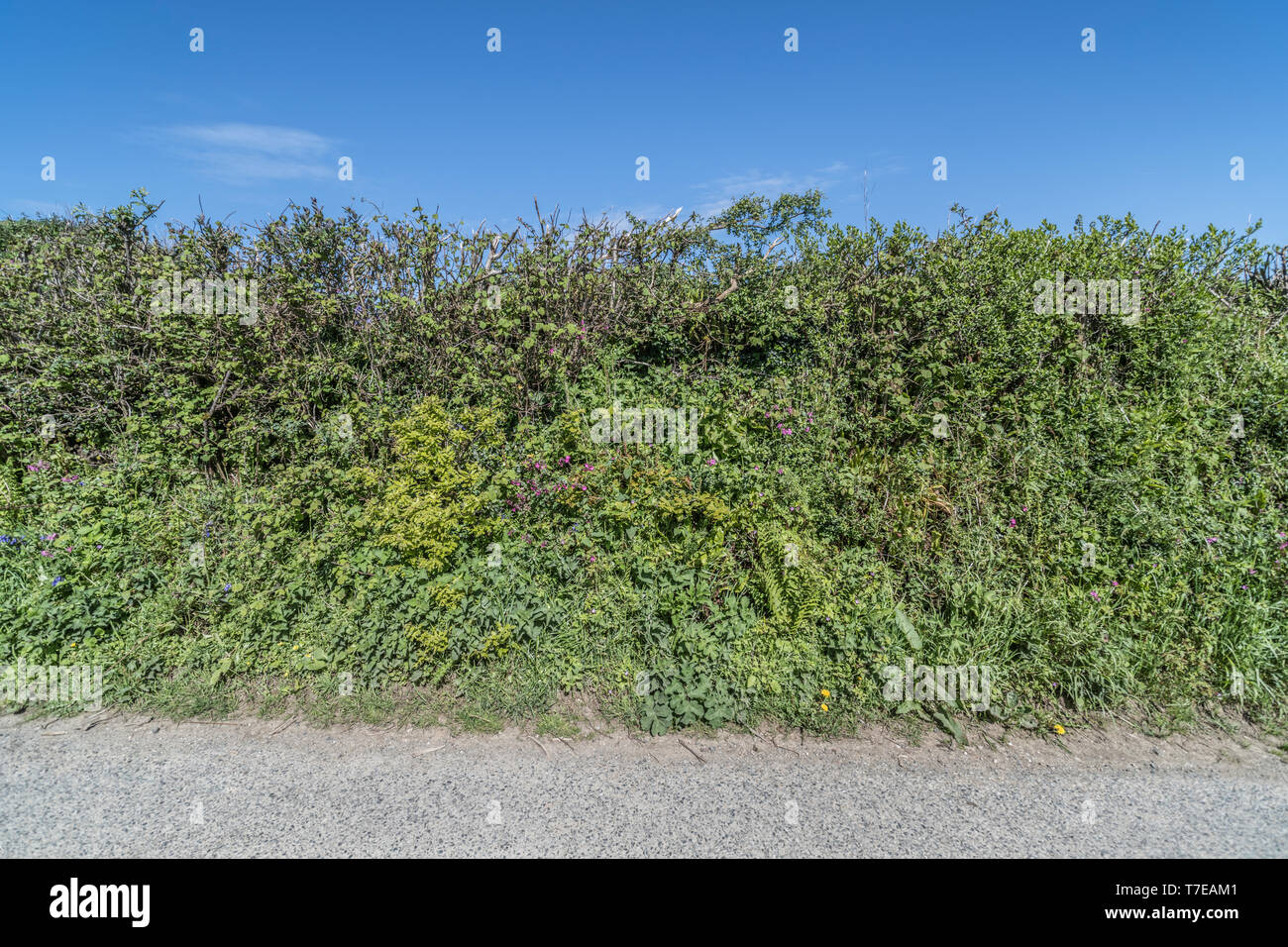 Cornish lane high hedgerow bank against a blue sunny sky in May Stock ...