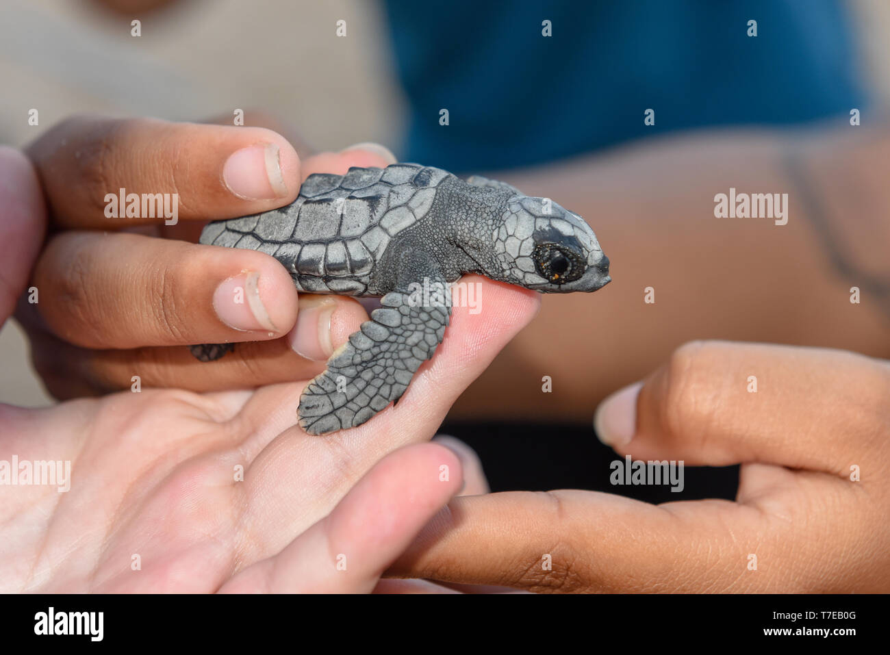 People observing baby turtles on Tamar project at Praia do Forte in ...
