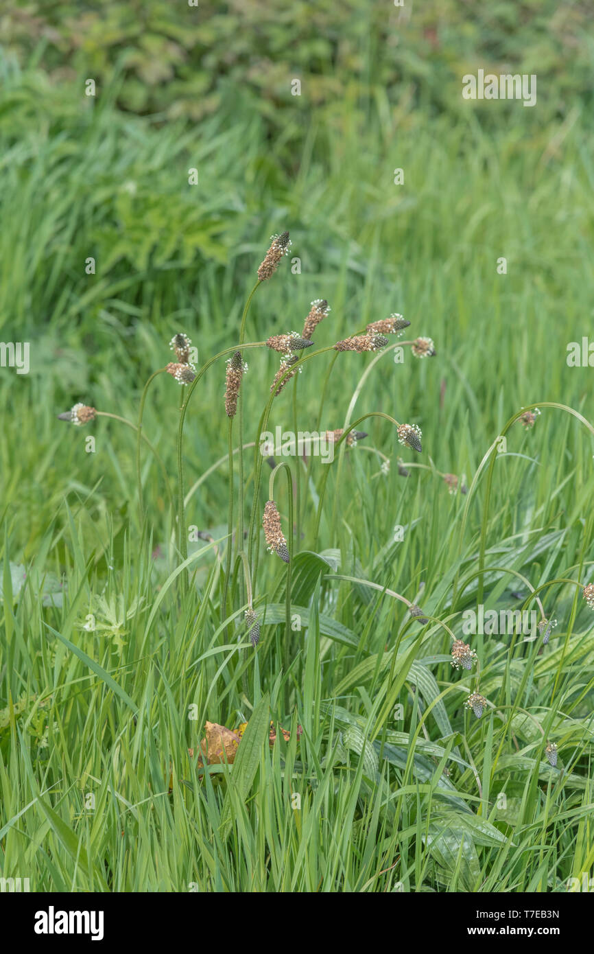 Flowering Ribwort / Plantago lanceolata, Ribwort flowers growing in ...