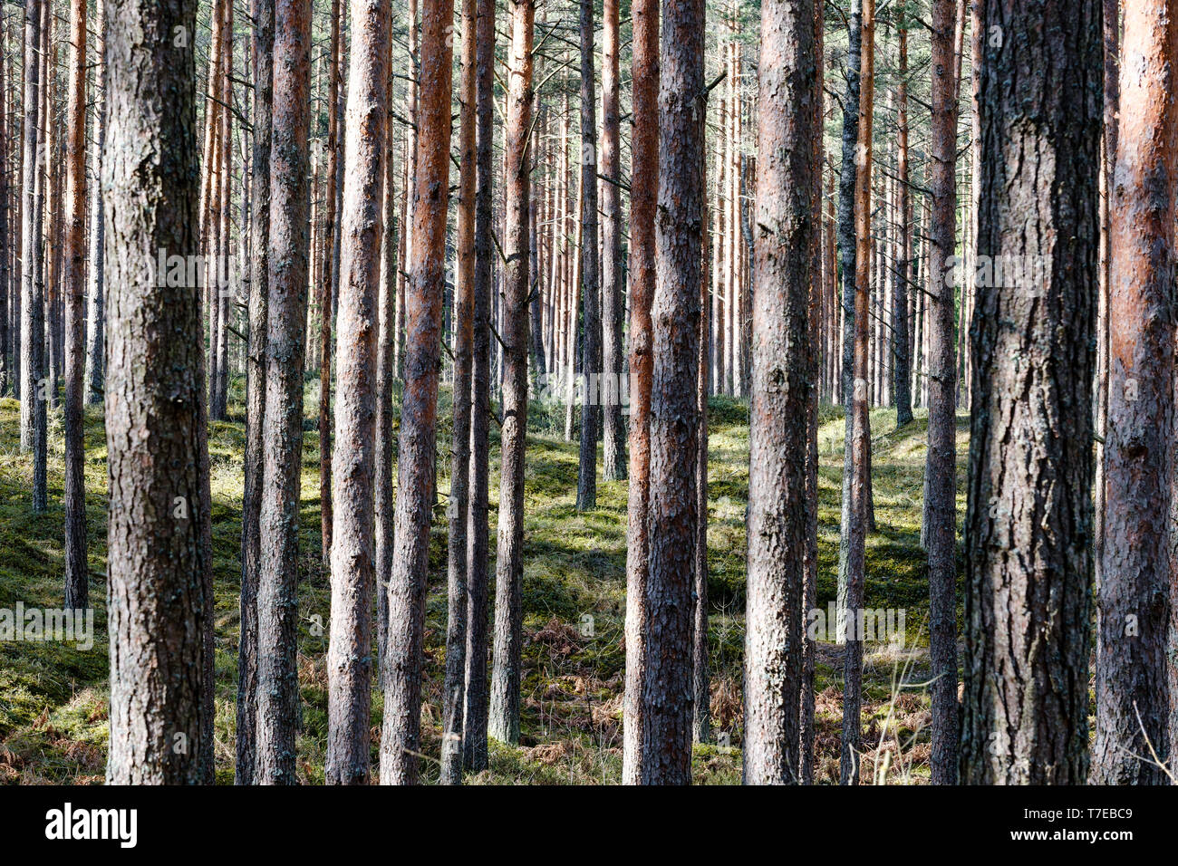 dry tree trunks in forest spring. empty ground no vegetation Stock ...