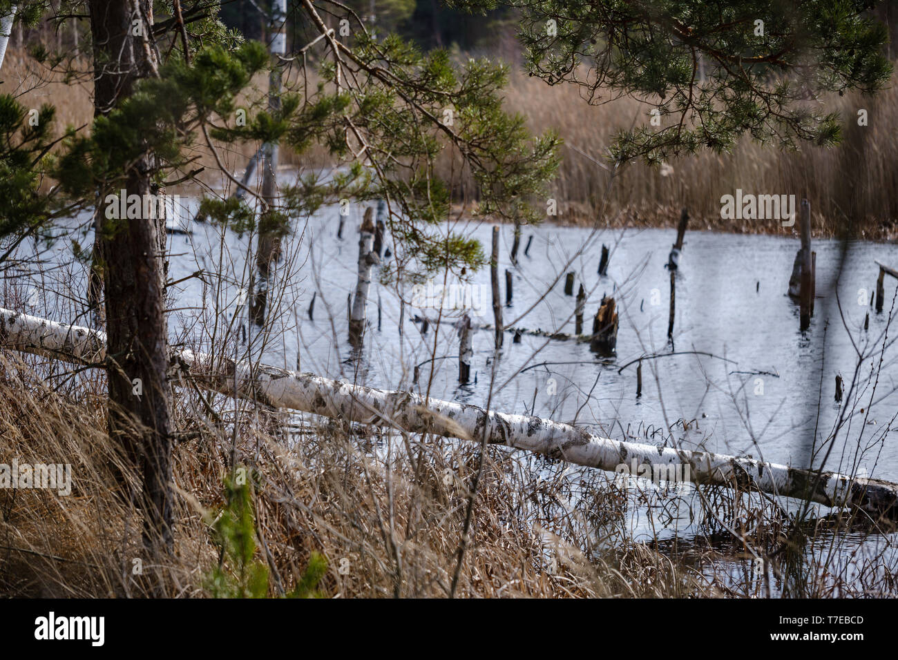 dry old tree trunks in water in river early spring time with no ...