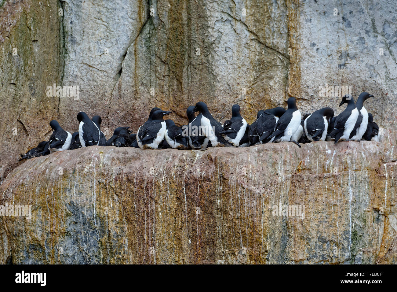 Guillemot eggs hi-res stock photography and images - Alamy