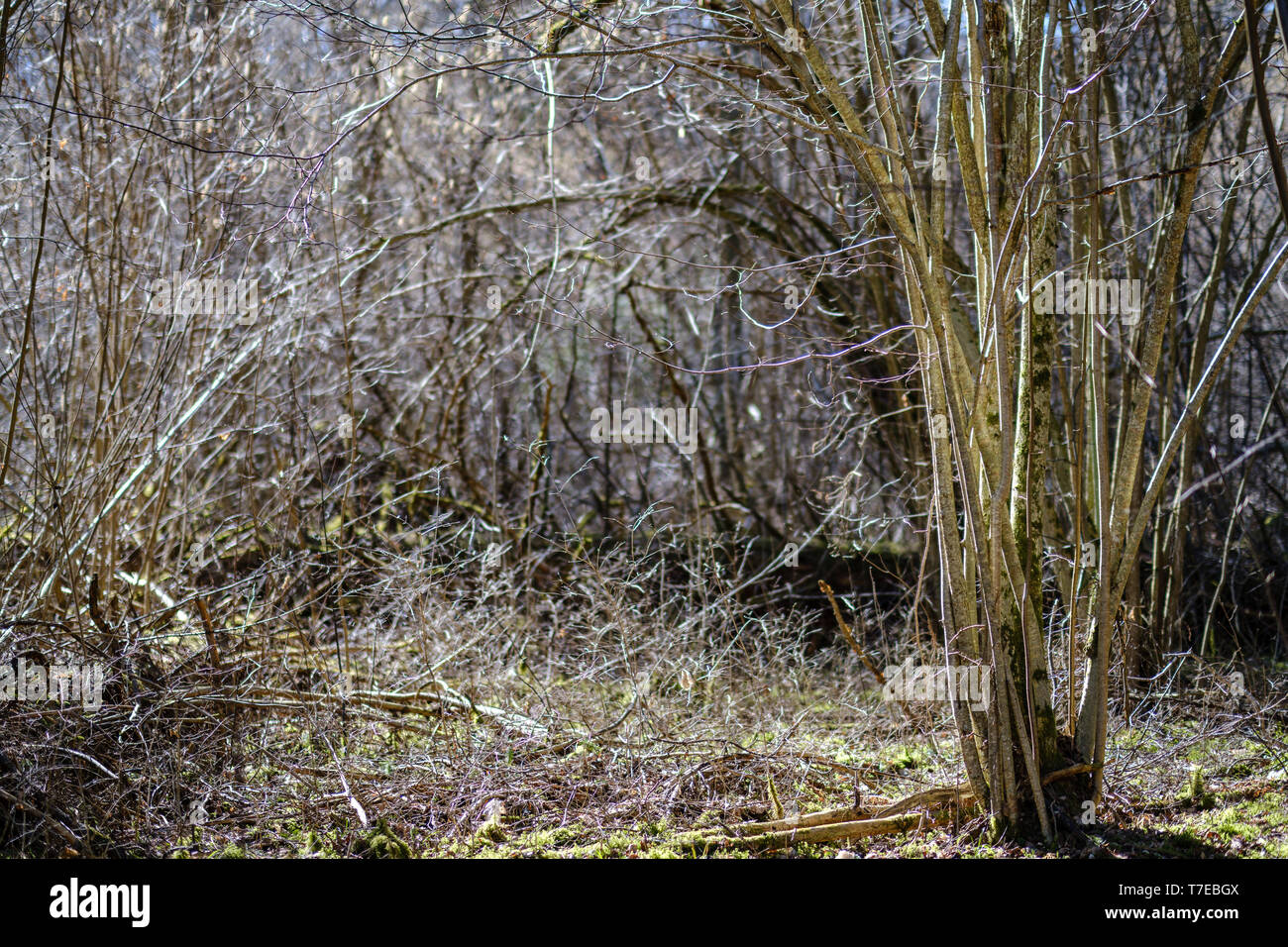 dry tree trunks in forest spring. empty ground no vegetation Stock ...