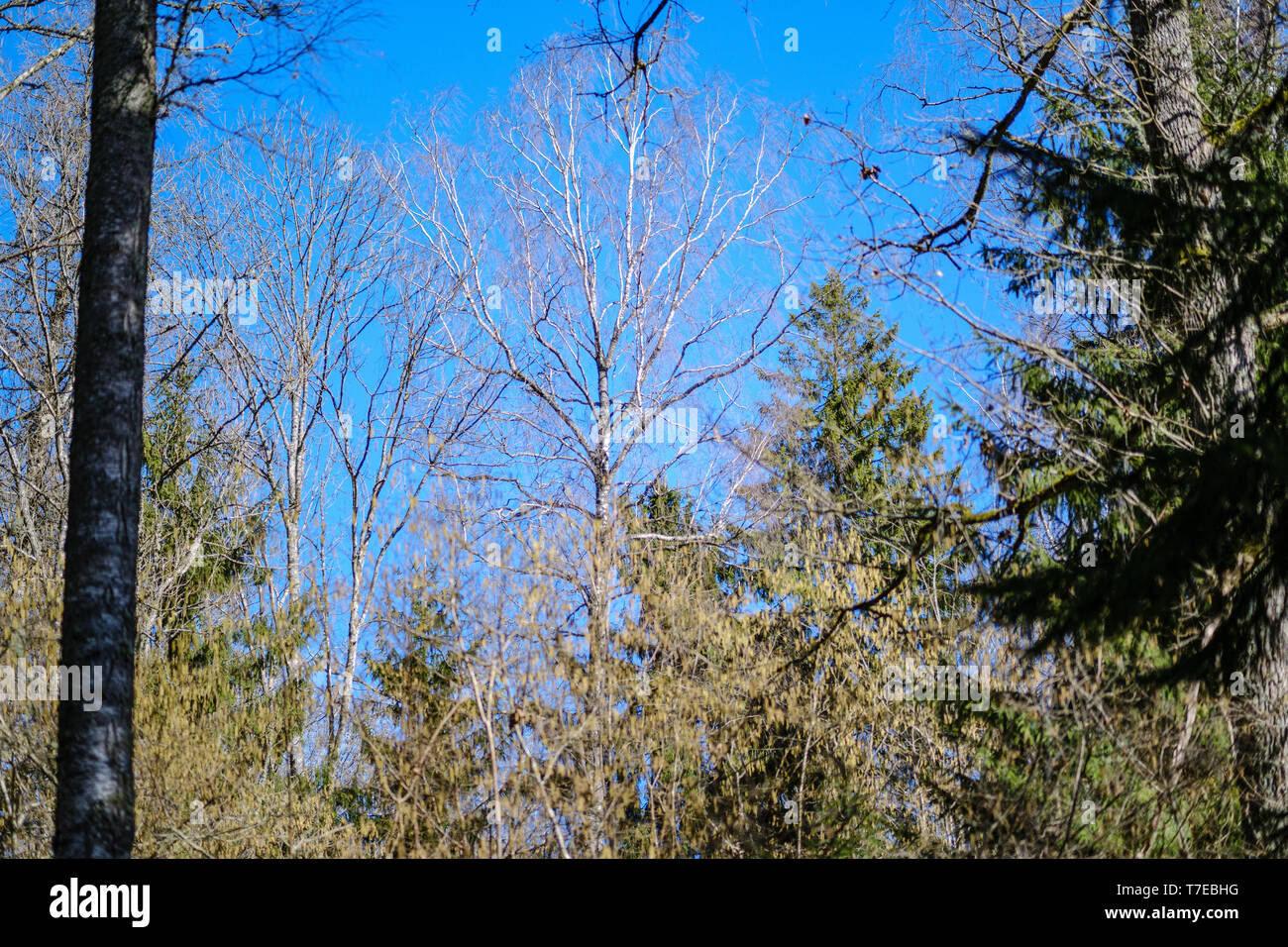 dry tree trunks in forest spring. empty ground no vegetation Stock ...