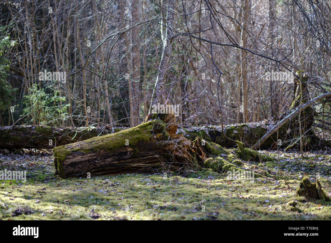 dry tree trunks in forest spring. empty ground no vegetation Stock ...