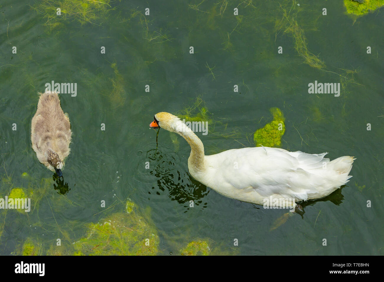 Female swan hi-res stock photography and images - Alamy