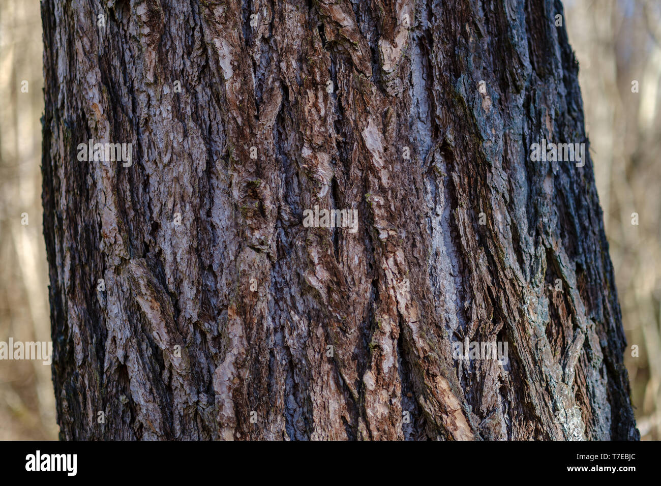 dry tree trunks in forest spring. empty ground no vegetation Stock ...