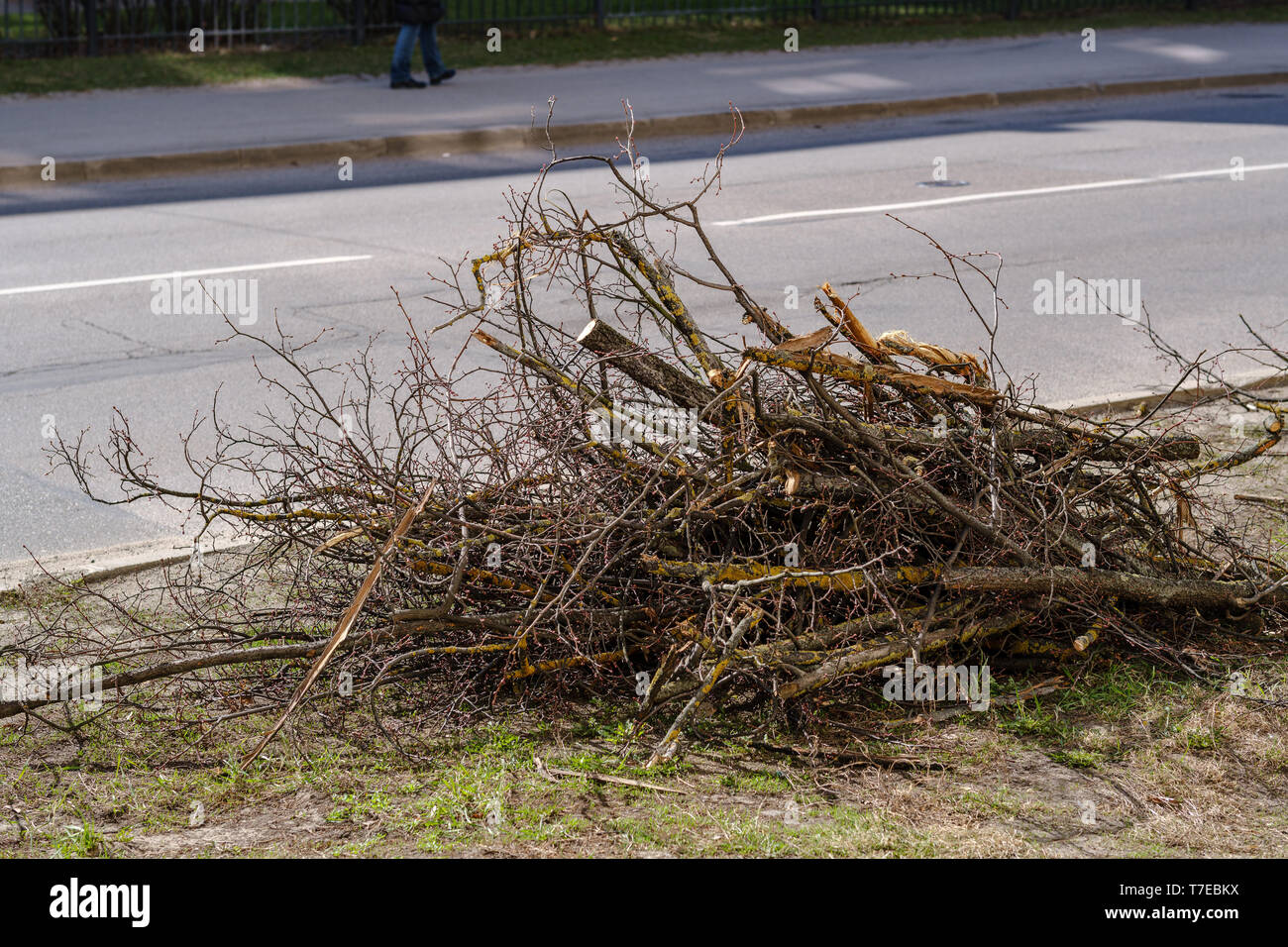 dry tree trunks in forest spring. empty ground no vegetation Stock ...
