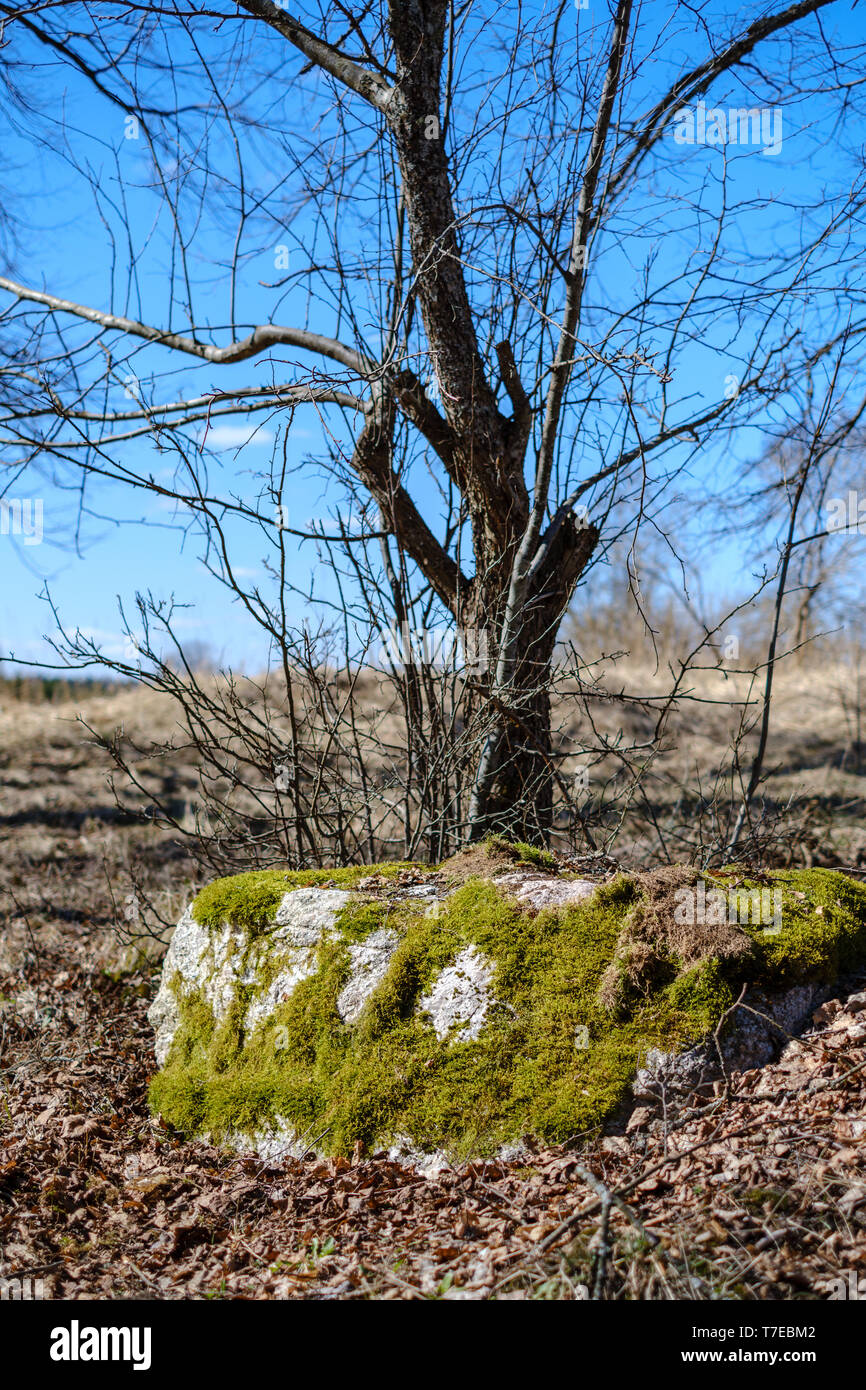 dry tree trunks in forest spring. empty ground no vegetation Stock ...