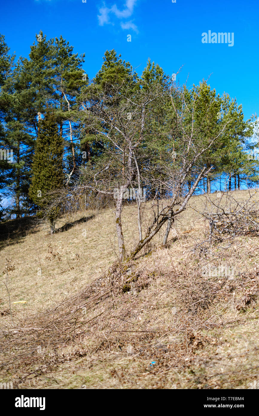 dry tree trunks in forest spring. empty ground no vegetation Stock ...