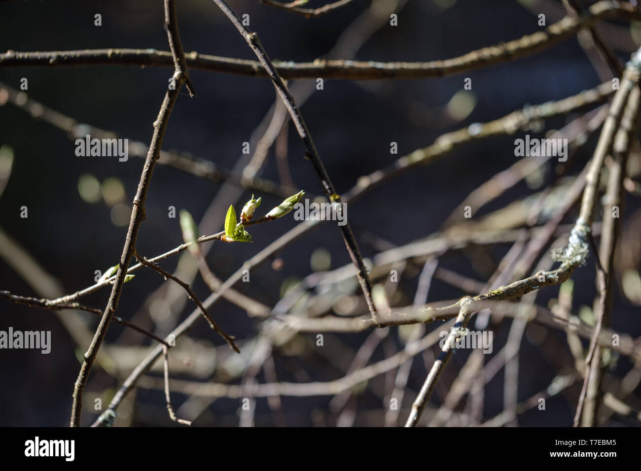 dry tree trunks in forest spring. empty ground no vegetation Stock ...