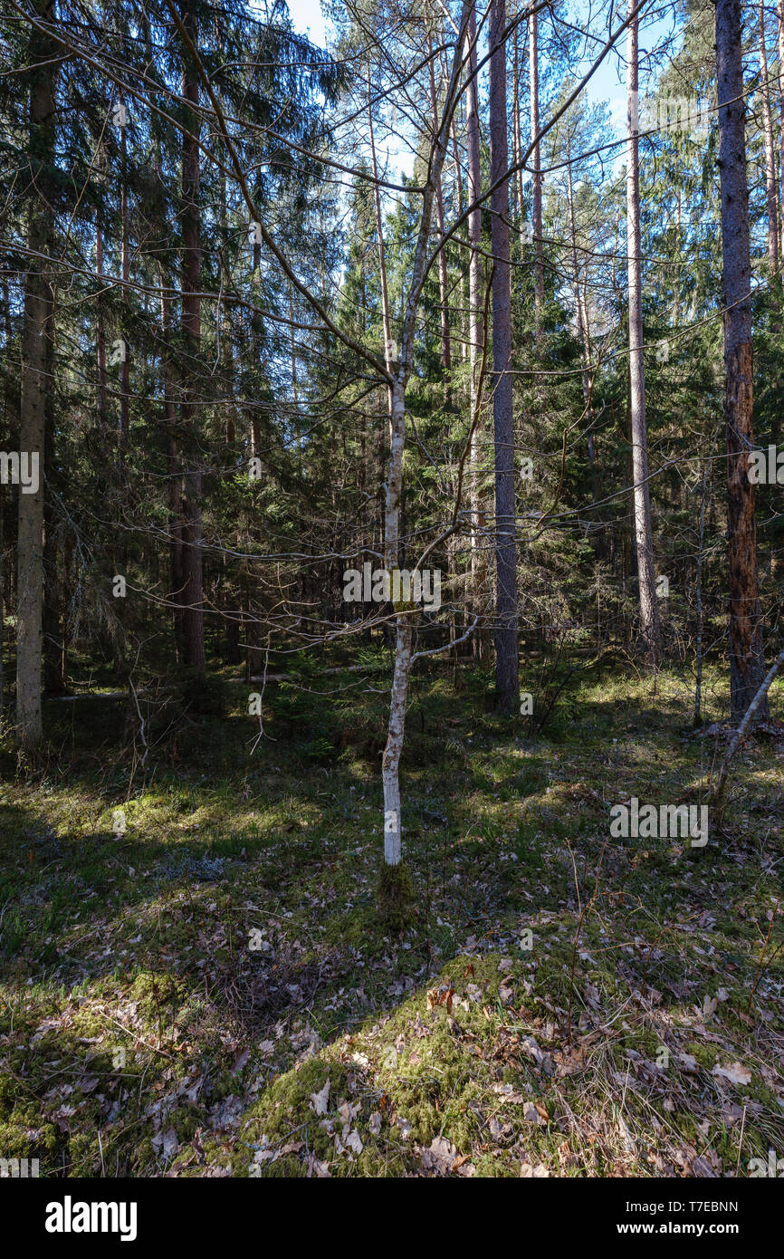 dry tree trunks in forest spring. empty ground no vegetation Stock ...