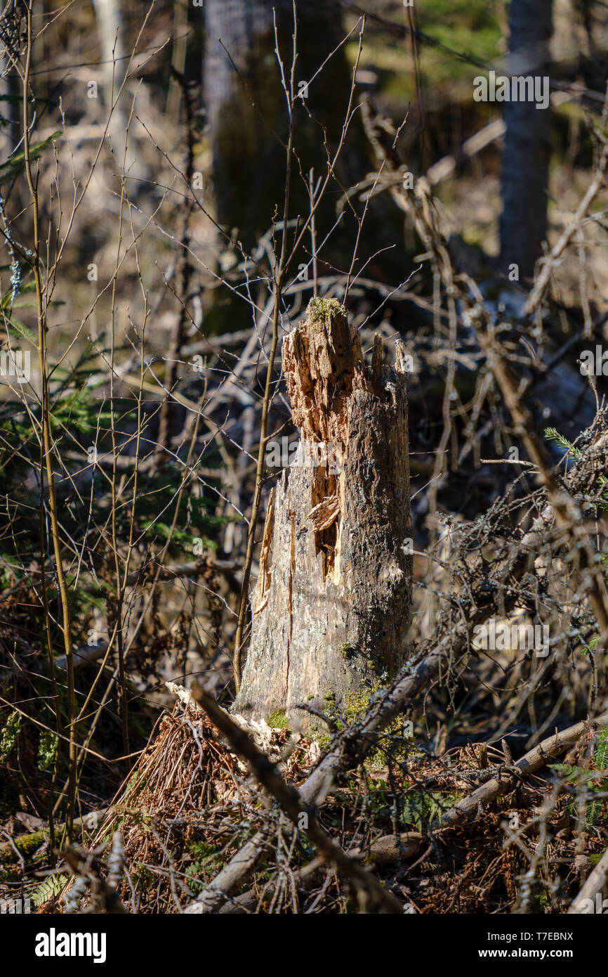 dry tree trunks in forest spring. empty ground no vegetation Stock ...
