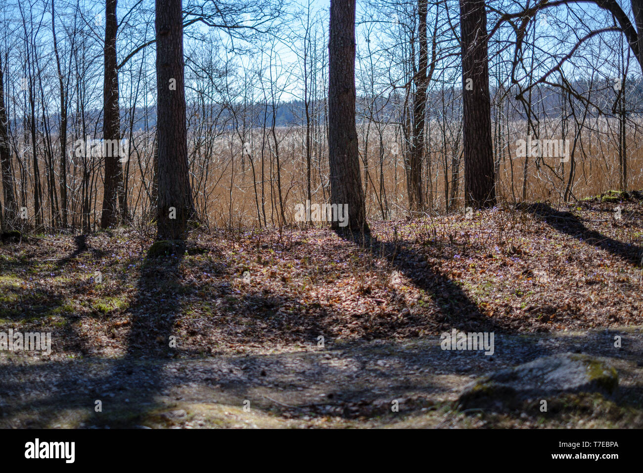 dry tree trunks in forest spring. empty ground no vegetation Stock ...