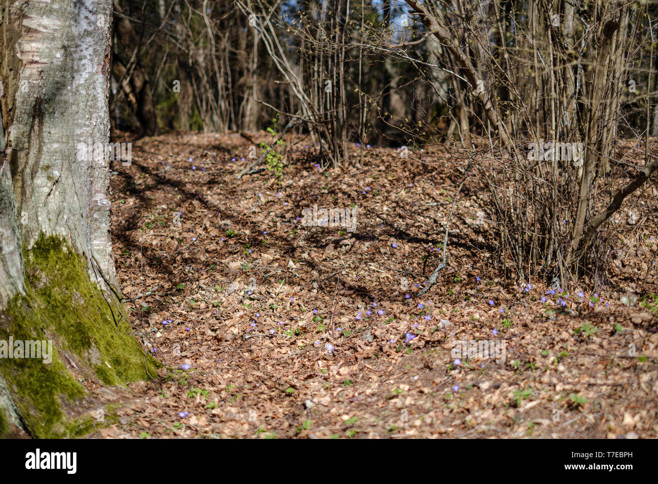 dry tree trunks in forest spring. empty ground no vegetation Stock ...
