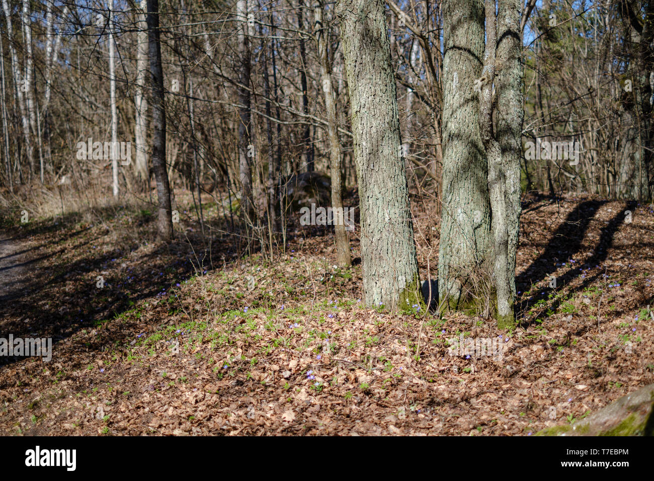 dry tree trunks in forest spring. empty ground no vegetation Stock ...