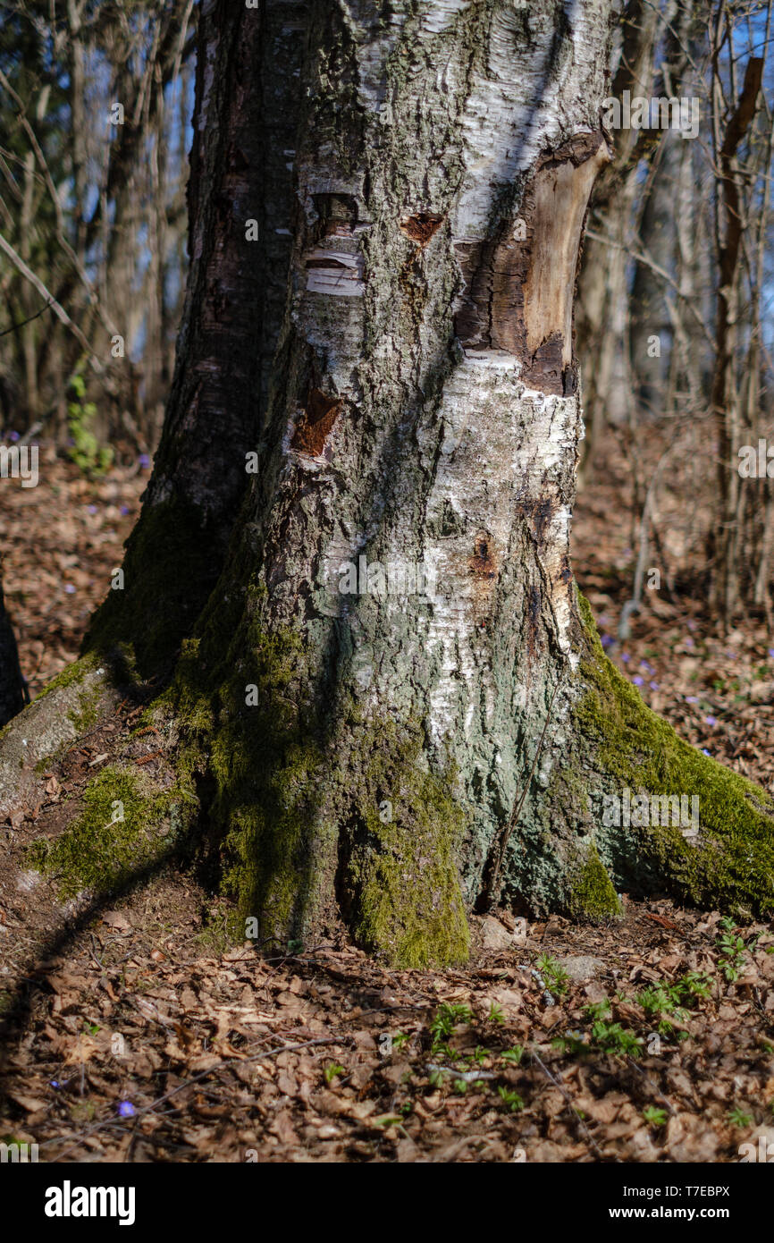 dry tree trunks in forest spring. empty ground no vegetation Stock ...