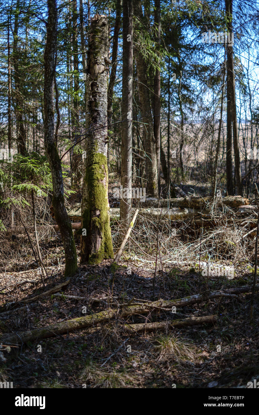 dry tree trunks in forest spring. empty ground no vegetation Stock ...