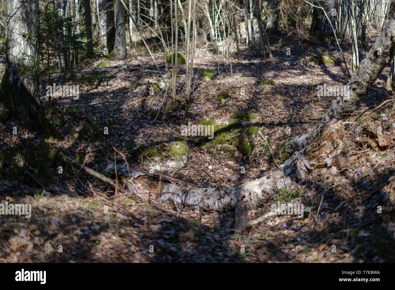 dry tree trunks in forest spring. empty ground no vegetation Stock ...