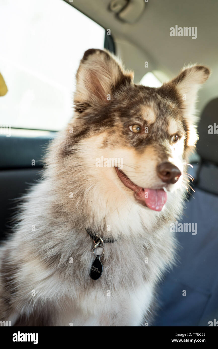 Husky in the Car Stock Photo - Alamy