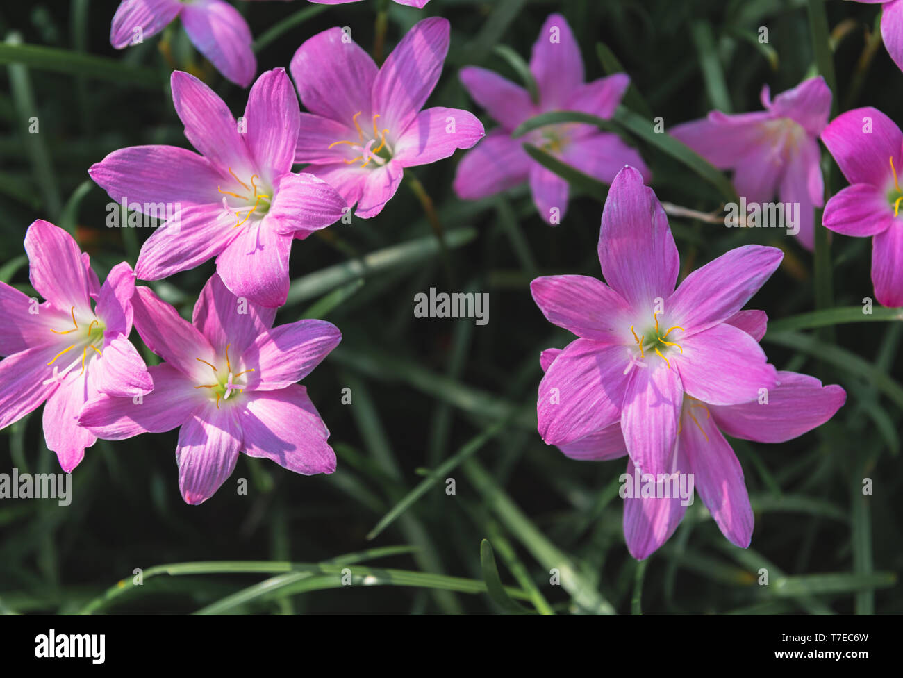Zephyranthes grandiflora pink flowers or Fairy Lily/Rain Lily/Zephyr ...