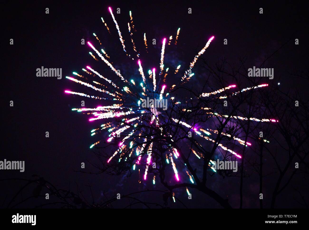 Fireworks behind a tree at new years eve in amsterdam Stock Photo - Alamy