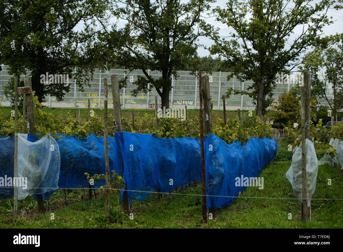 The apple art amsterdam hi-res stock photography and images - Alamy