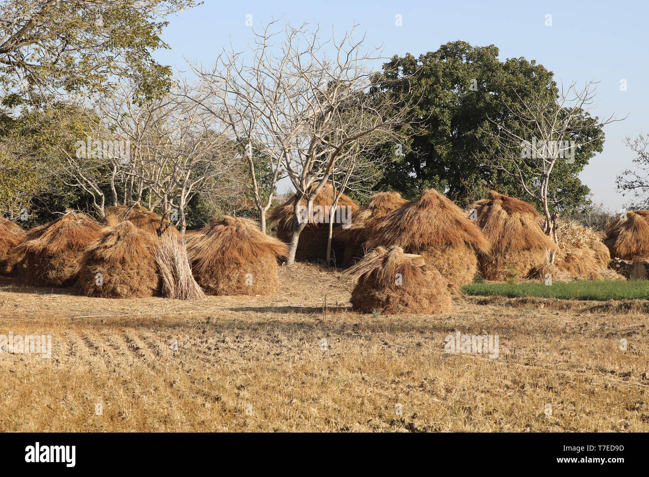 Indian Countryside with hay on fields Stock Photo - Alamy