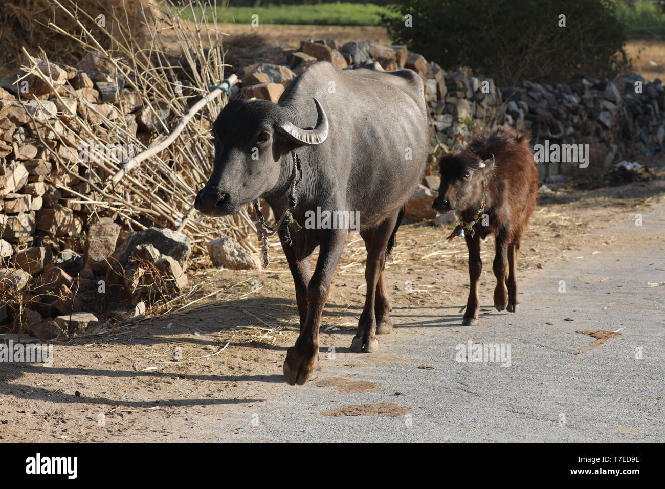 Indian countryside hi-res stock photography and images - Alamy
