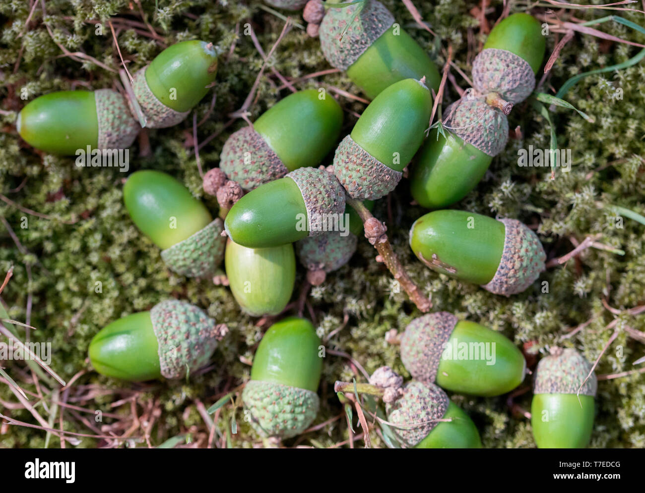 English oak quercus pedunculata hi-res stock photography and images - Alamy
