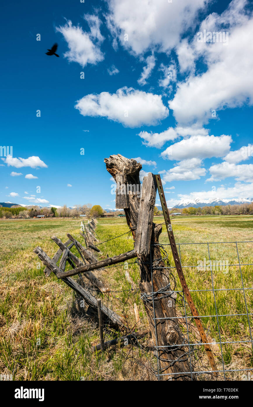 Barbed wire and wooden fence posts border ranch pasture; Vandaveer ...