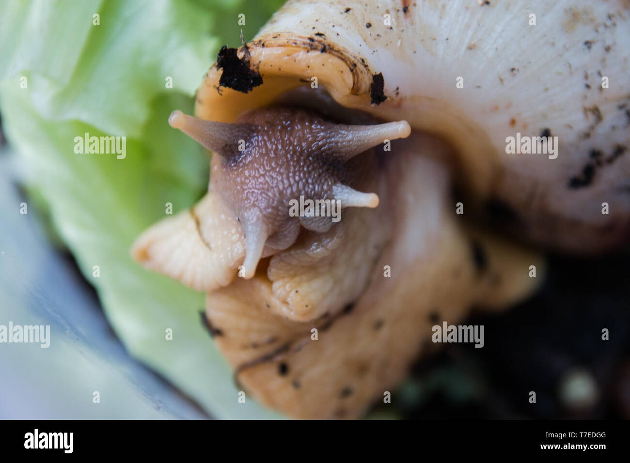 A large brown snail Ahatina, green leaf lettuce on the background Stock ...