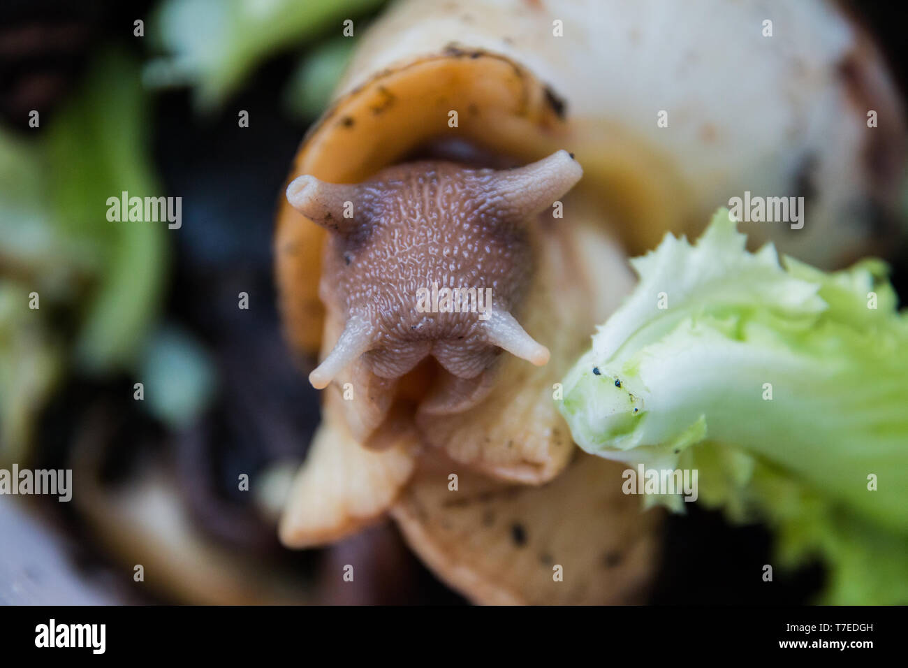 A large brown snail Ahatina, green leaf lettuce on the background Stock ...