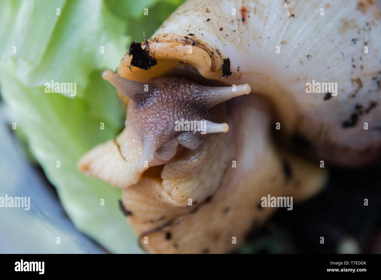 A large brown snail Ahatina, green leaf lettuce on the background Stock ...