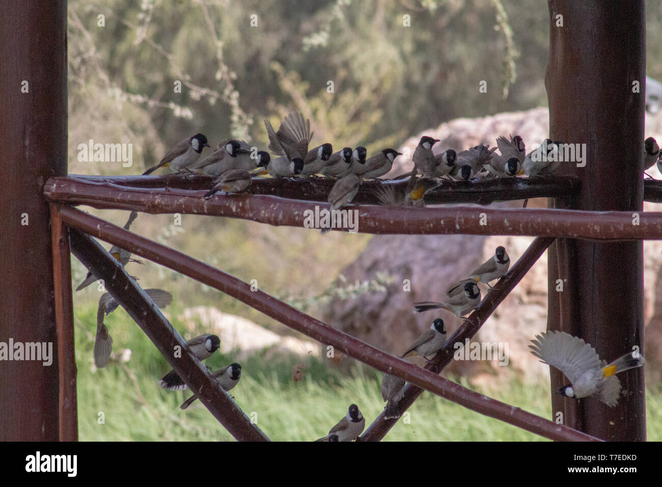 Birds waiting on a fence at breakfast time Stock Photo - Alamy