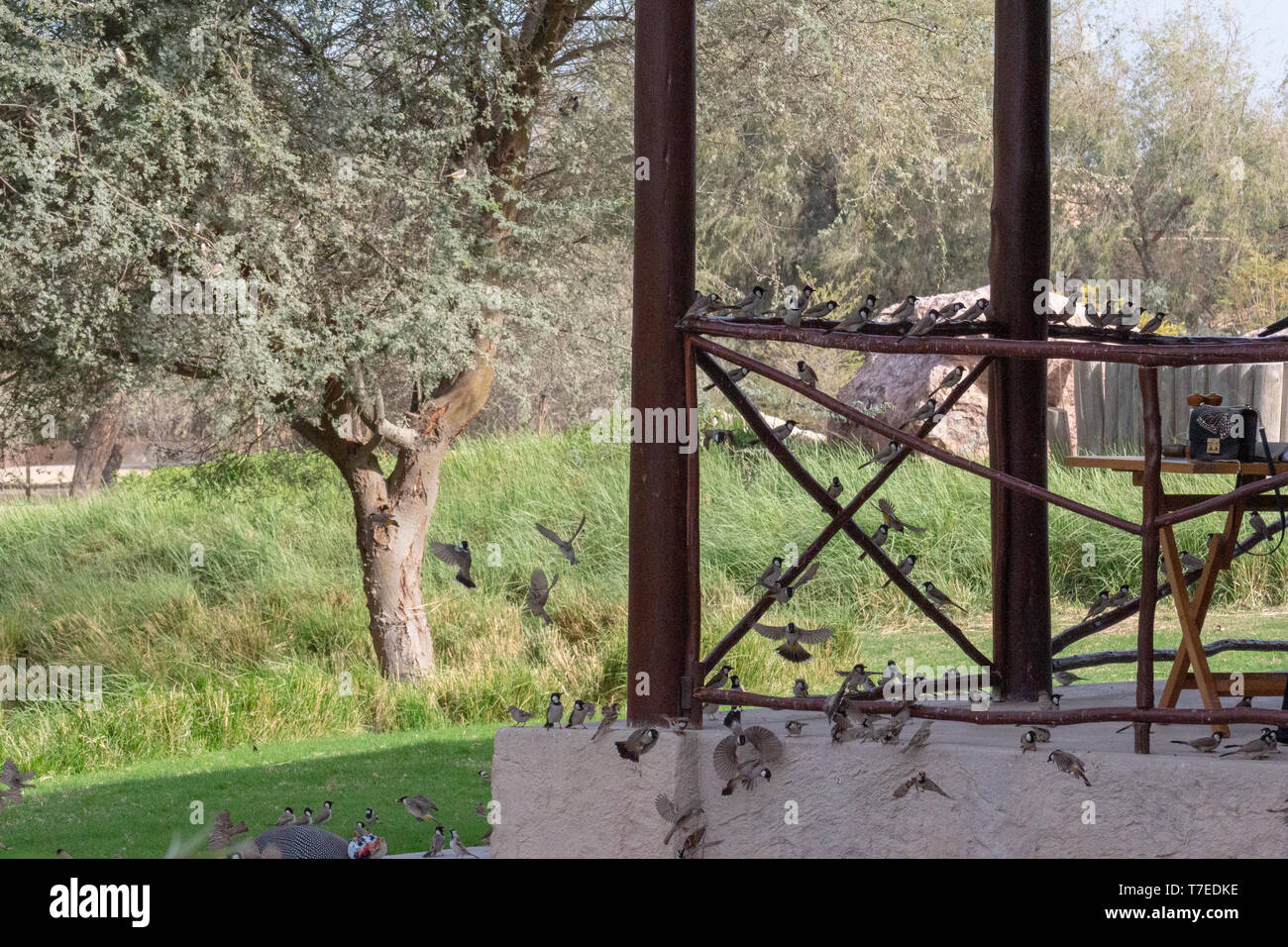 Birds waiting on a fence at breakfast time Stock Photo - Alamy