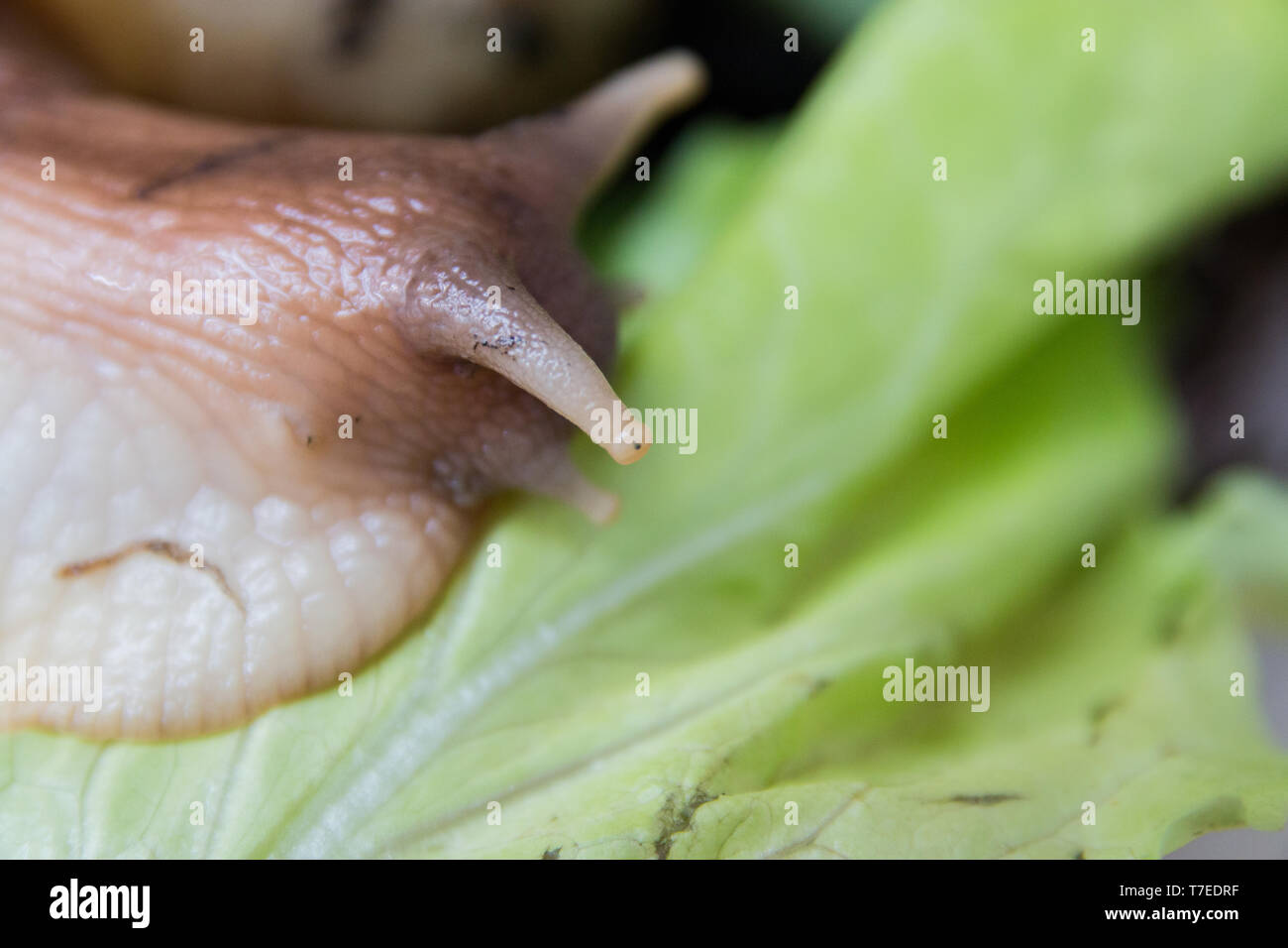 A large brown snail Ahatina, green leaf lettuce on the background Stock ...