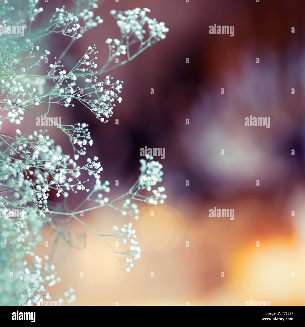 Gentle little white wildflowers over blurry background, tender floral ...