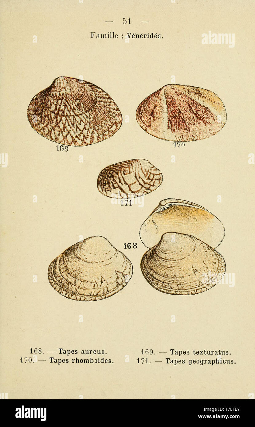 Beautiful vintage hand drawn illustrations of shells and conchs from ...