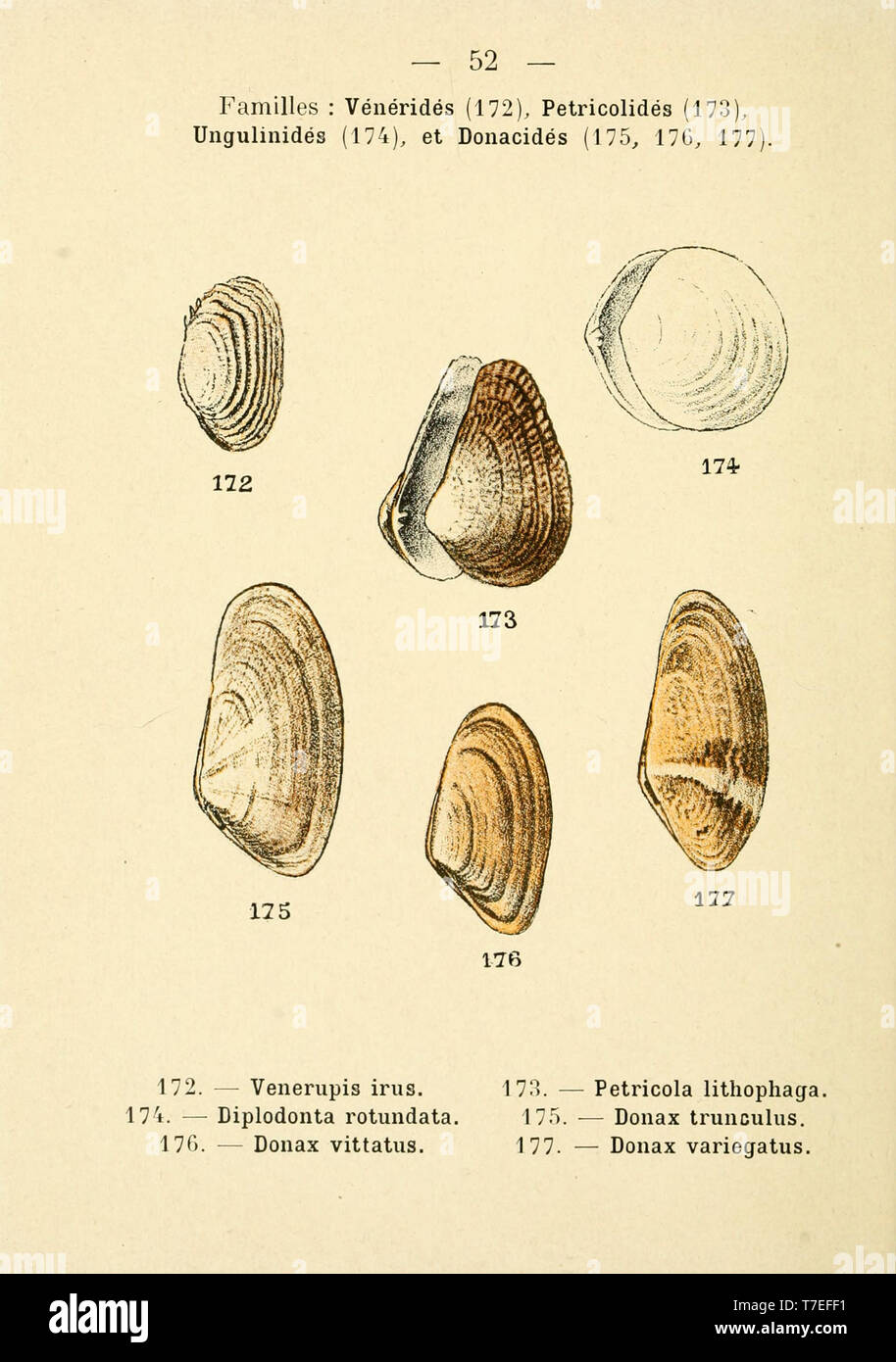 Beautiful vintage hand drawn illustrations of shells and conchs from ...