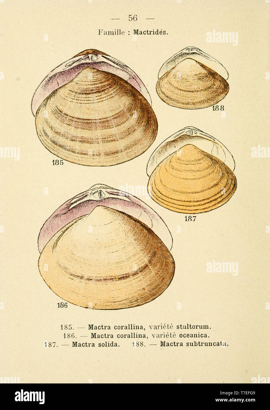 Beautiful vintage hand drawn illustrations of shells and conchs from ...